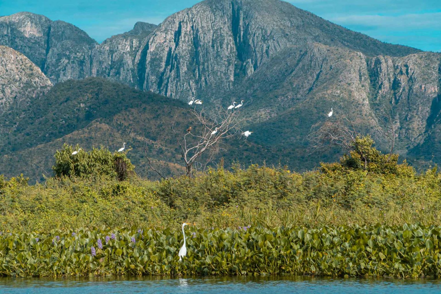 Pantanal in Brazil – a travel guide for Pantanal tourism