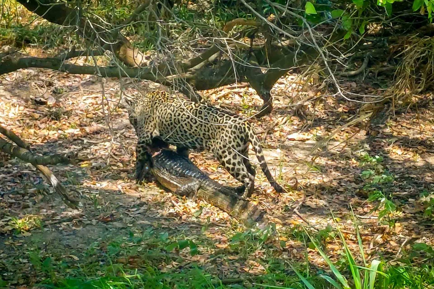 Pantanal tour: a safari in the northern Pantanal